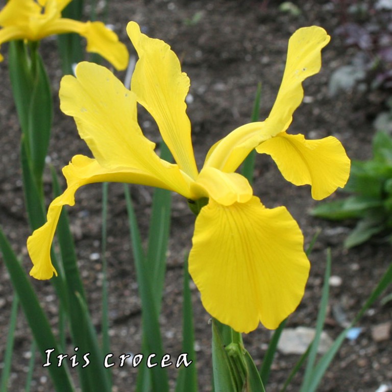 Iris crocea | Oberleitner Gartenkultur