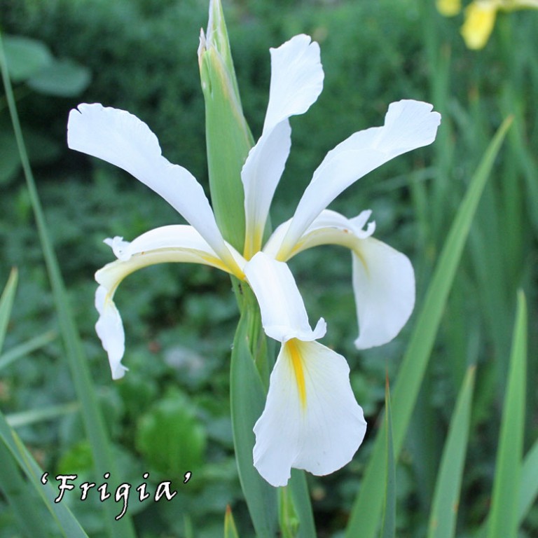Spuria-Iris | Oberleitner Gartenkultur