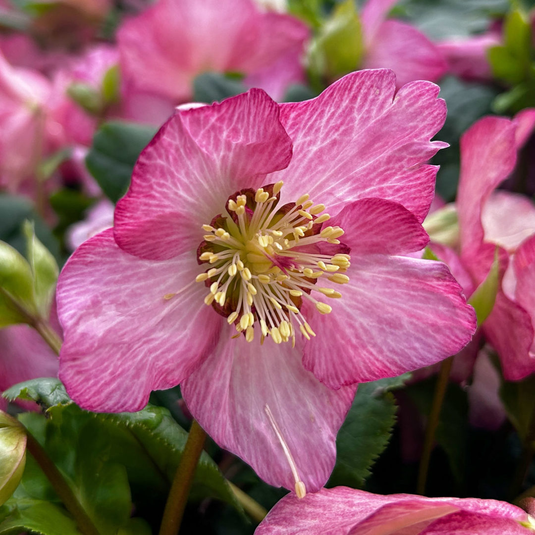 Helleborus - Nieswurz, Schneerosen, Lenzrosen | Oberleitner Gartenkultur