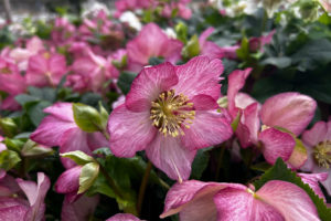 Oberleitner Gartenkultur | gelebte Gartenleidenschaft
