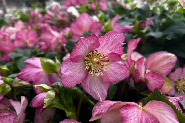 Oberleitner Gartenkultur | gelebte Gartenleidenschaft