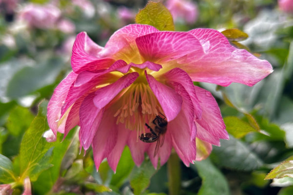 Oberleitner Gartenkultur | gelebte Gartenleidenschaft