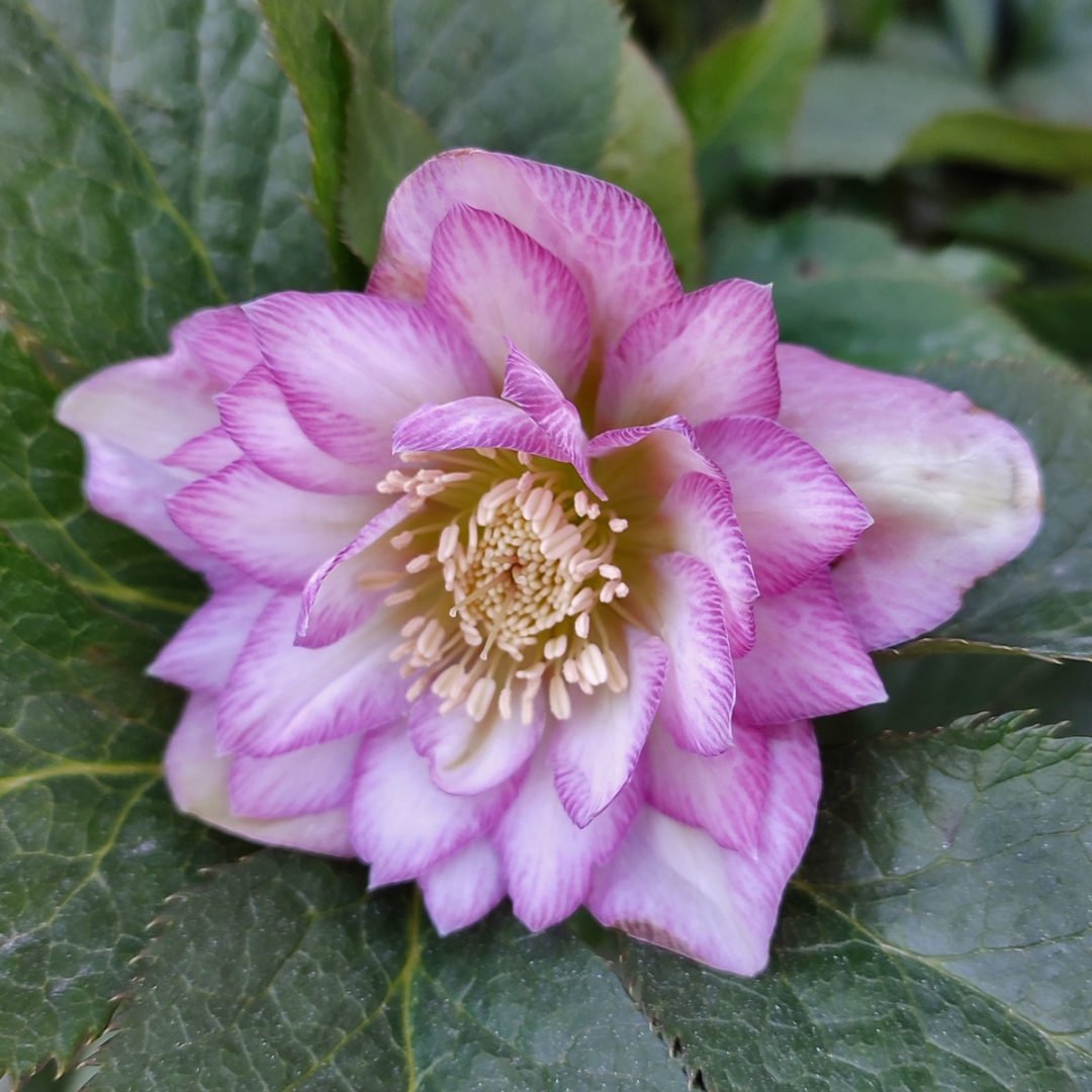 Helleborus - Nieswurz, Schneerosen, Lenzrosen | Oberleitner Gartenkultur