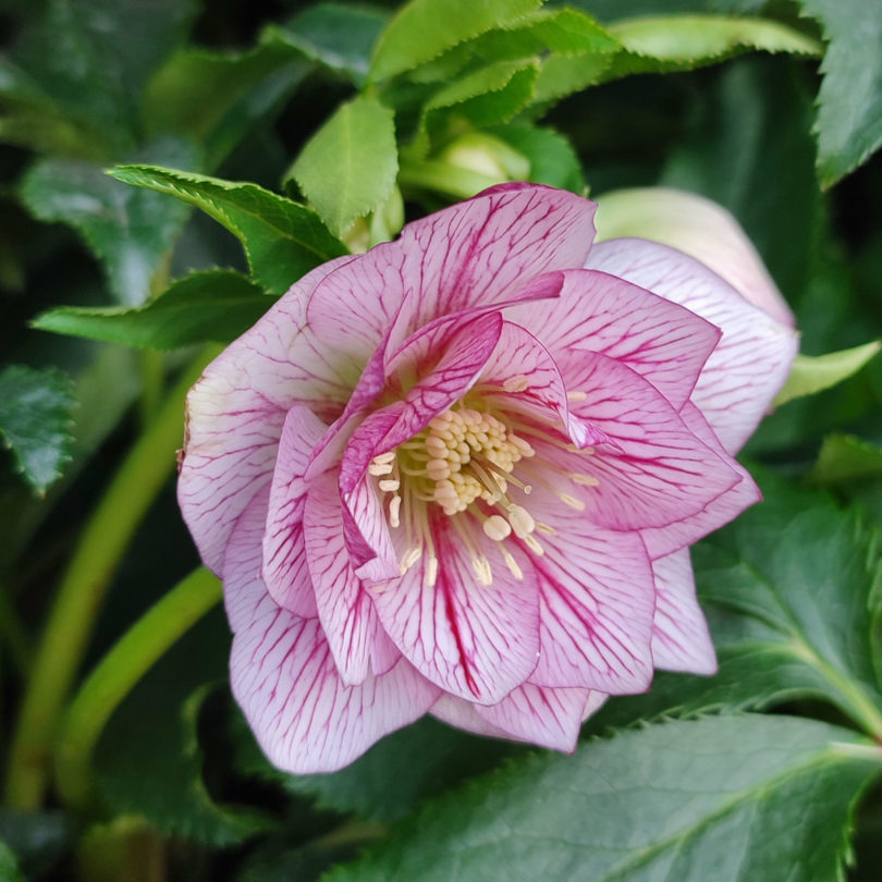 Helleborus - Nieswurz, Schneerosen, Lenzrosen | Oberleitner Gartenkultur